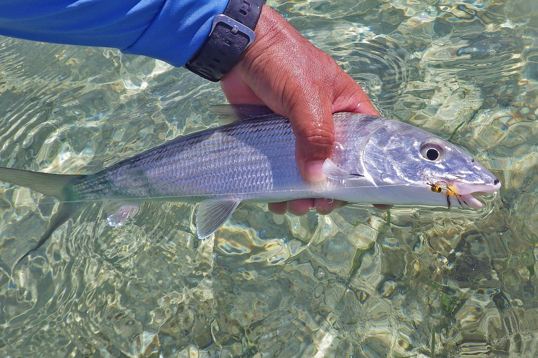 Bonefish on ARF Spawning Ghost - 708 - Al Ritt Flies